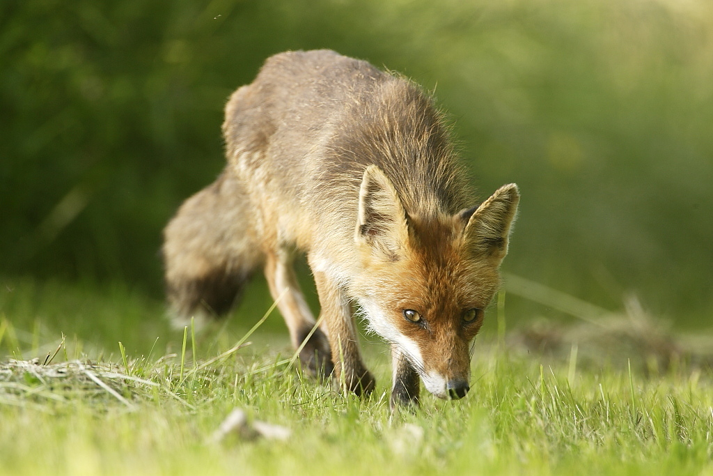 Renarde en ballade photo et image | animaux, animaux sauvages, bovidés ...