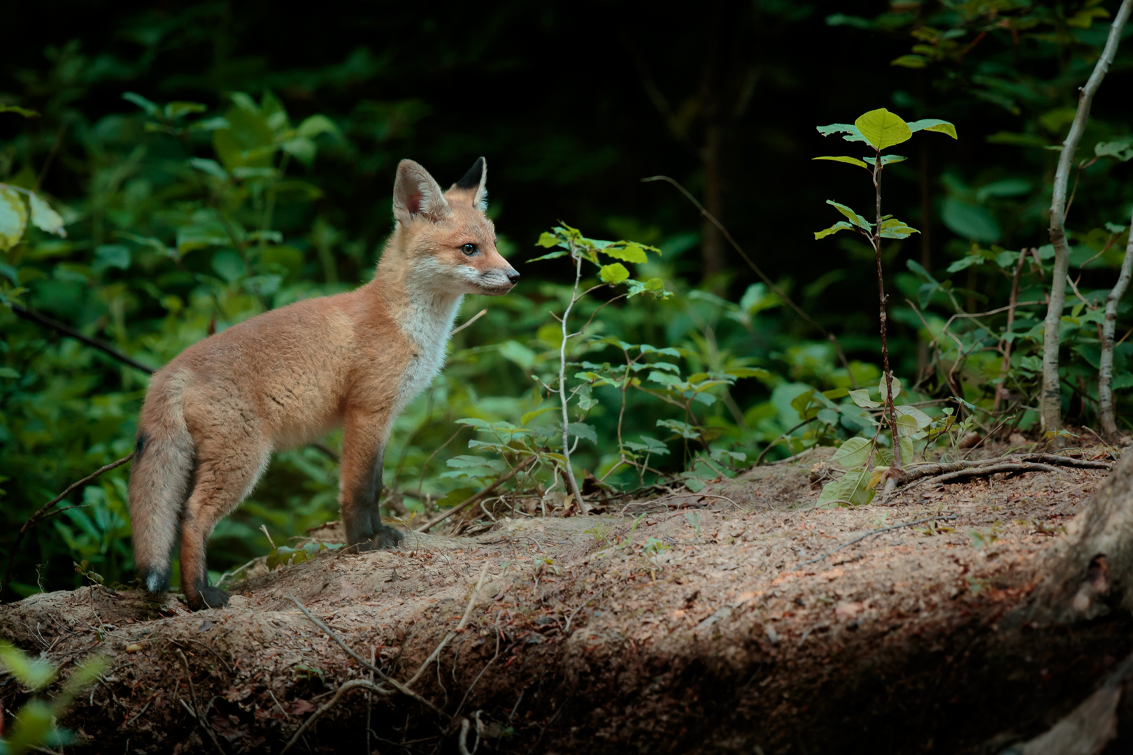 Renardeau, photo et image | animaux, animaux sauvages, renards-fennecs ...