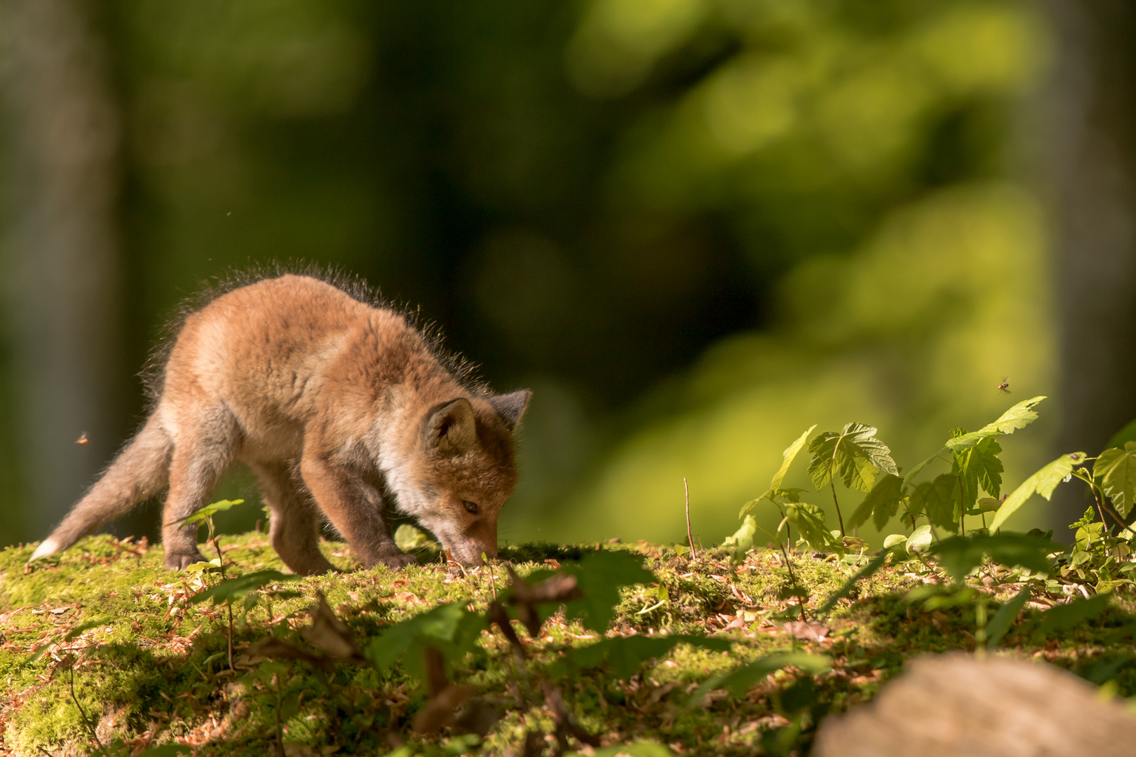 Renardeau photo et image | renards, nature, animaux Images fotocommunity