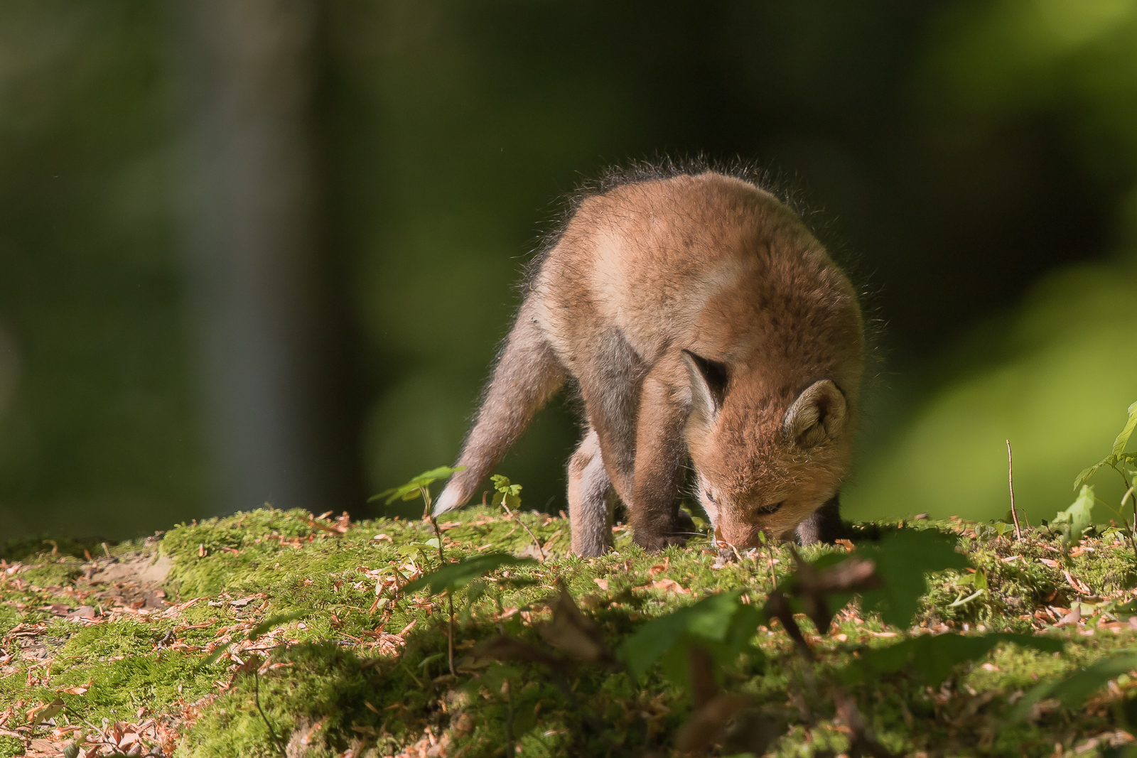 Renardeau photo et image | renards, nature, animaux Images fotocommunity