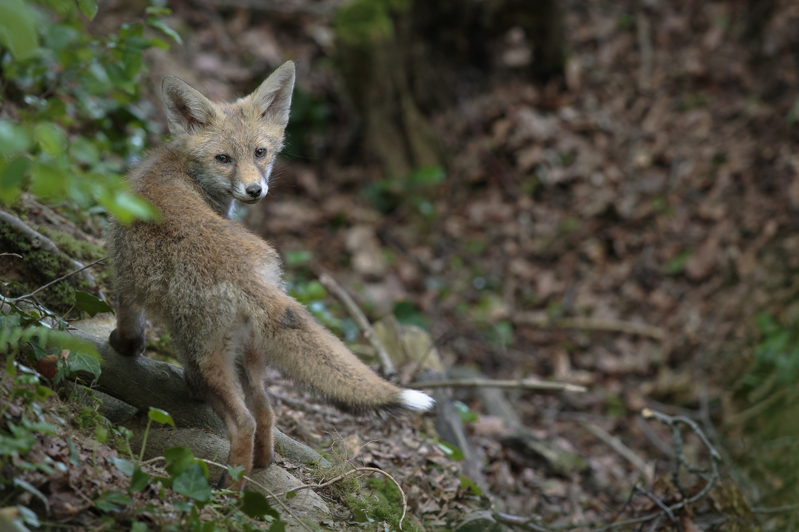 Renardeau, photo et image | animaux, animaux sauvages, renards-fennecs ...
