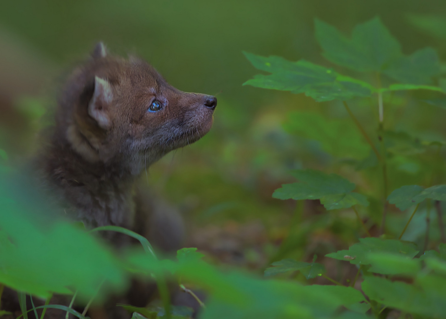 Renardeau photo et image | nature, animaux, animaux sauvages Images ...