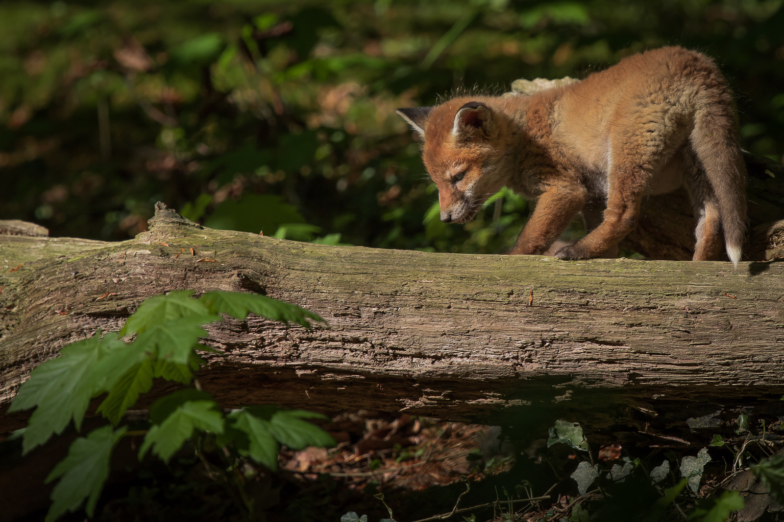Renardeau photo et image | renards, nature, animaux Images fotocommunity