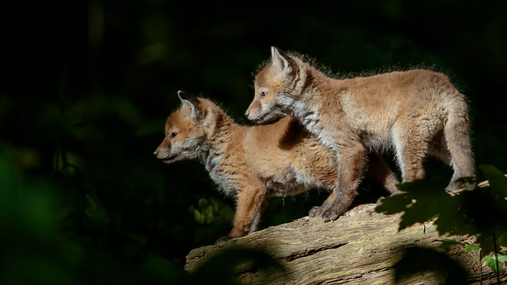 Renardeau, photo et image | nature, animaux, animaux sauvages Images ...