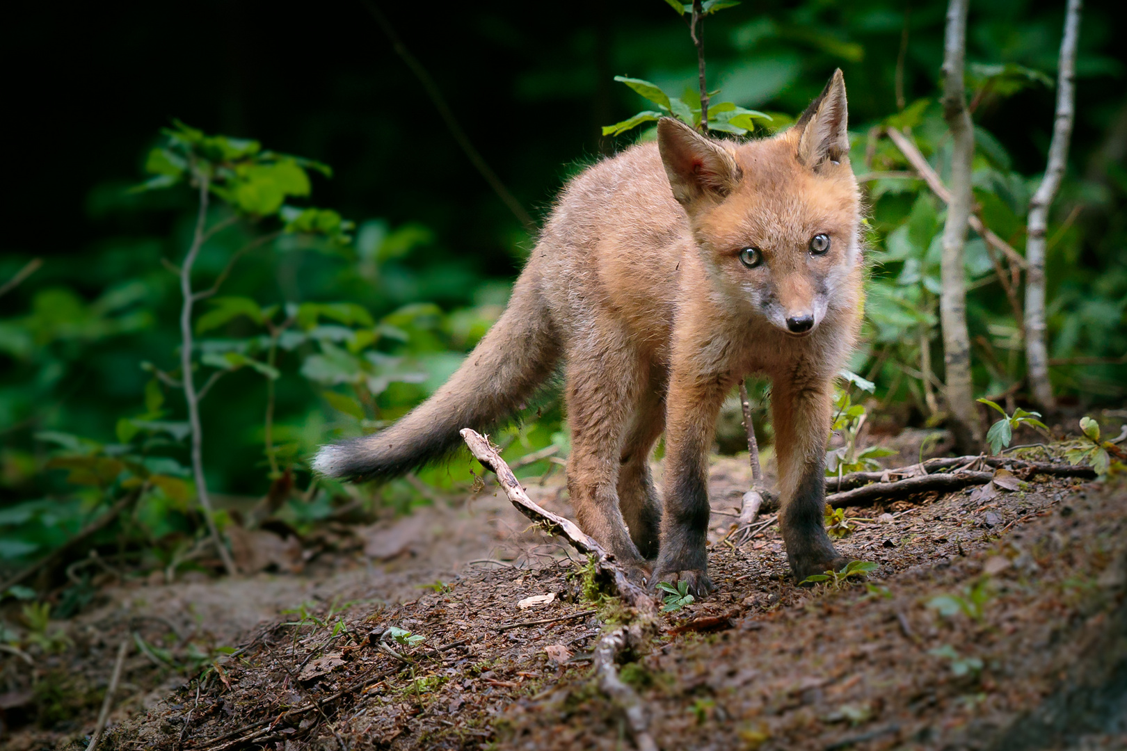 Renardeau photo et image | animaux, animaux sauvages, renards-fennecs ...