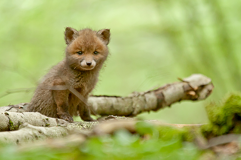 Renardeau, photo et image | animaux, animaux sauvages, renards-fennecs Images fotocommunity