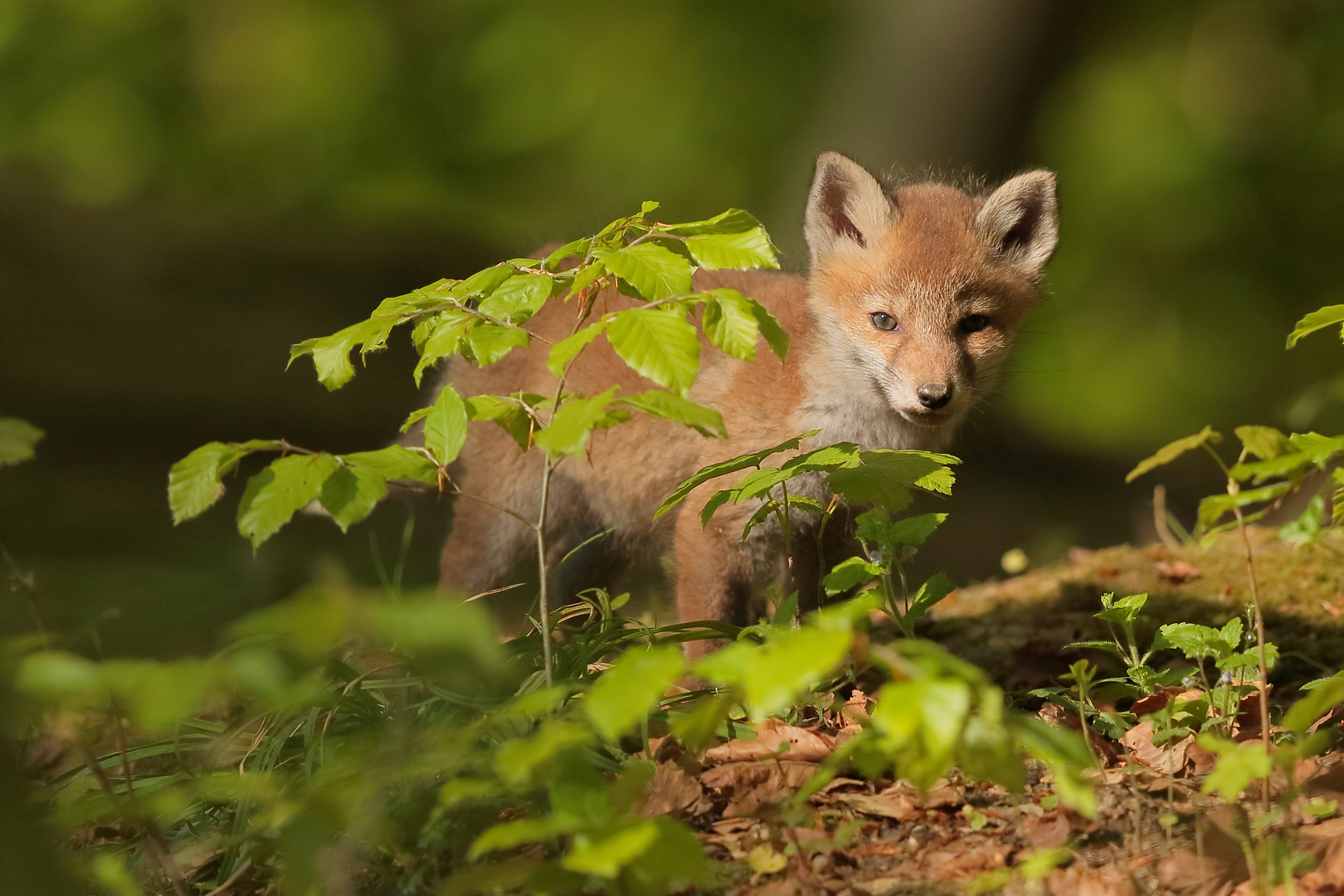Renardeau photo et image | renards, nature, animaux Images fotocommunity