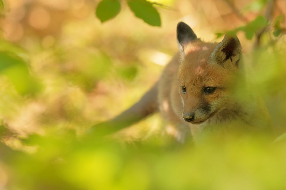 Renardeau_060516_IMG_1646 photo et image | renards, nature, animaux ...