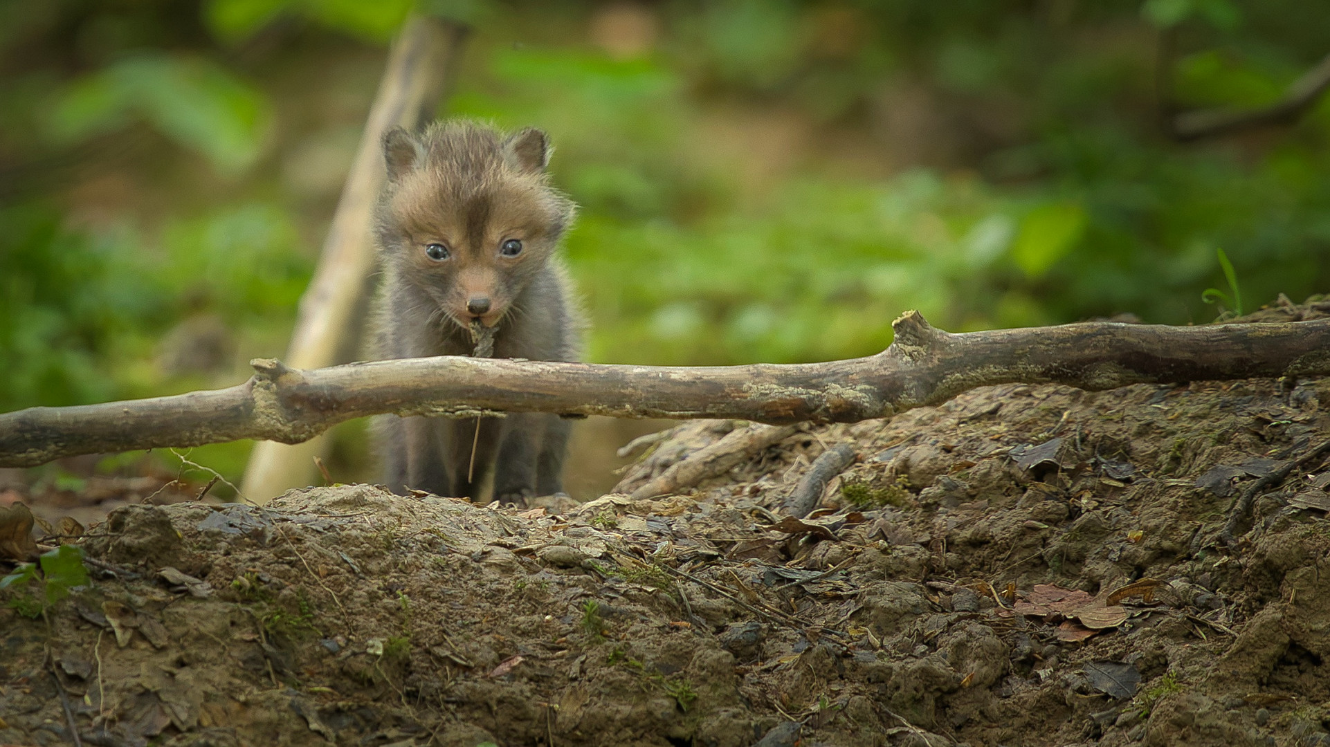 Renardeaux, photo et image | animaux, animaux sauvages, renards-fennecs ...