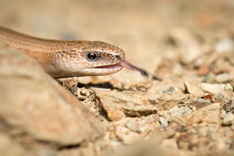 Rencontre avec un orvet photo et image | animaux, reptiles, amphibiens ...