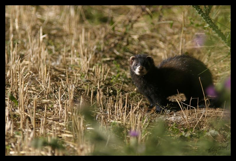 Rencontre avec un Putois photo et image | animaux, regards matinaux ...