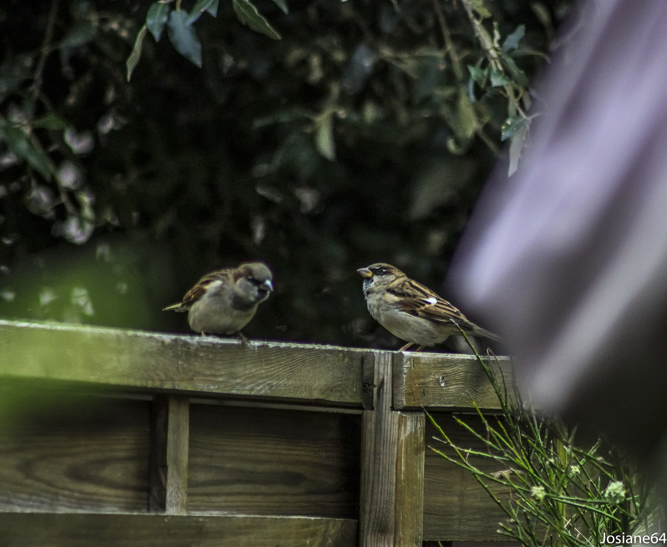RENDEZ VOUS DE DEUX MOINEAUX photo et image | nature, animaux, oiseaux ...