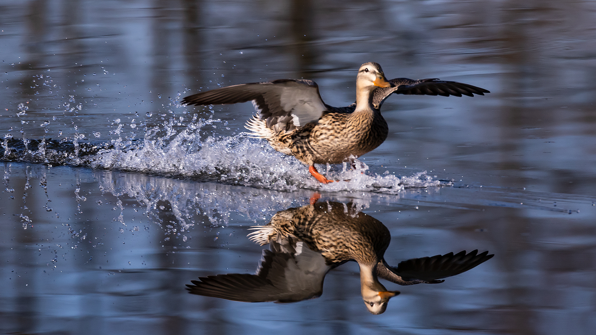 renn Lola,renn... Foto & Bild | deutschland, europe, hessen Bilder auf ...