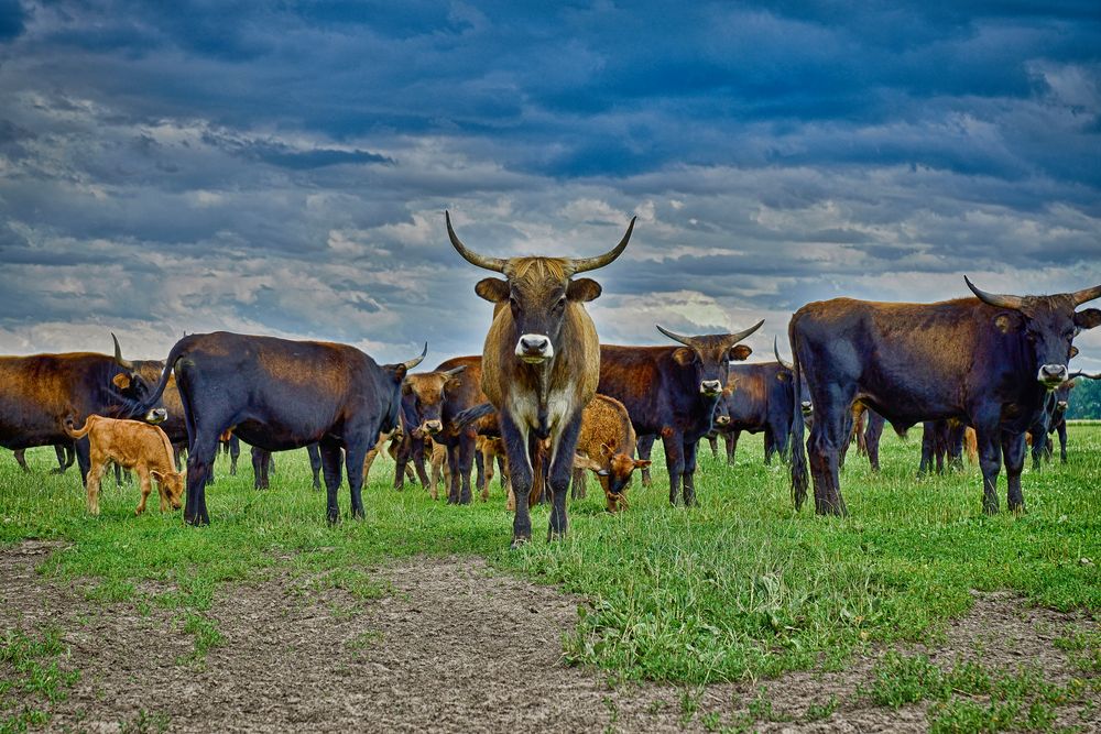 Rennen oder warten ? Foto & Bild | tiere, kuh, tier Bilder auf ...