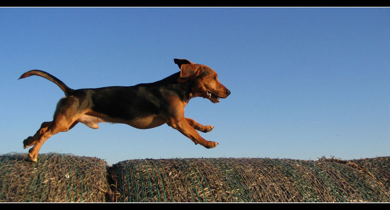 rennen, rennen, rennen Foto & Bild | tiere, haustiere, hunde Bilder auf ...