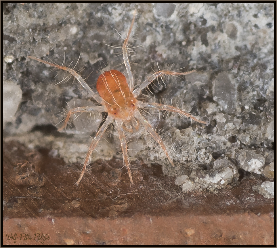 Renner unter den Milben: Erythracarus sp. Foto & Bild | tiere, wildlife ...