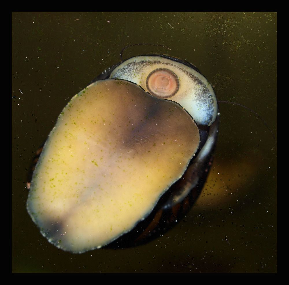 Rennschnecke.... Foto & Bild | tiere, haustiere, aquaristik Bilder auf ...