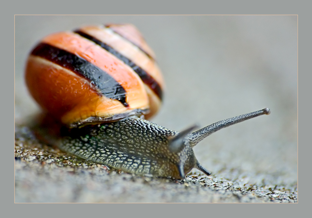 Rennschnecke Foto & Bild | tiere, wildlife, schnecken & muscheln Bilder ...