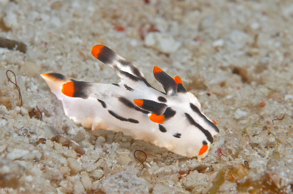 Rennschnecke reloaded Foto & Bild | natur, unterwasser, indonesien ...