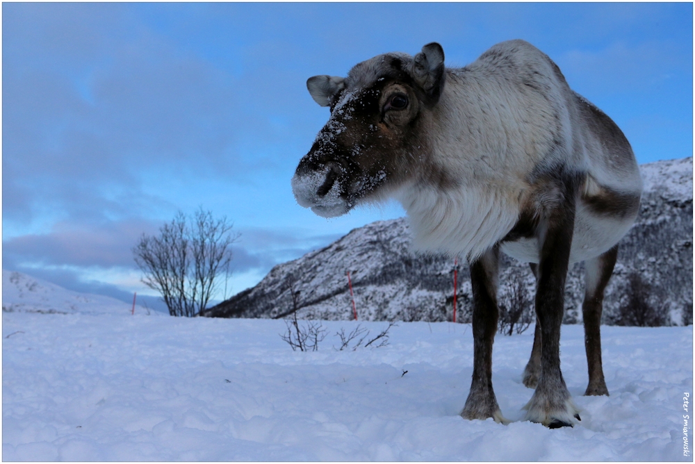 Renntier oder Rentier Foto & Bild | tiere, wildlife, säugetiere Bilder ...