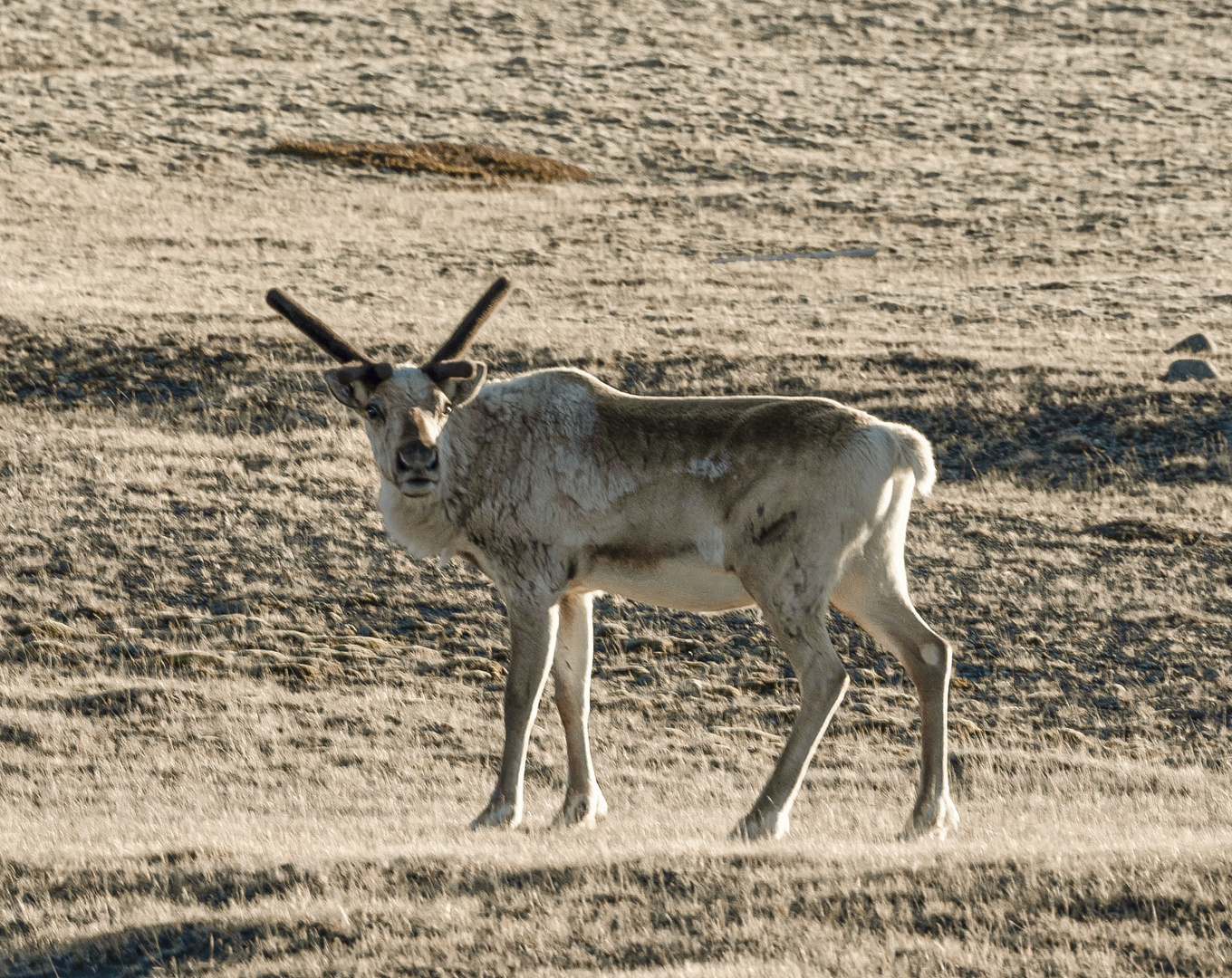 Rentier Foto & Bild | europe, scandinavia, iceland Bilder auf fotocommunity