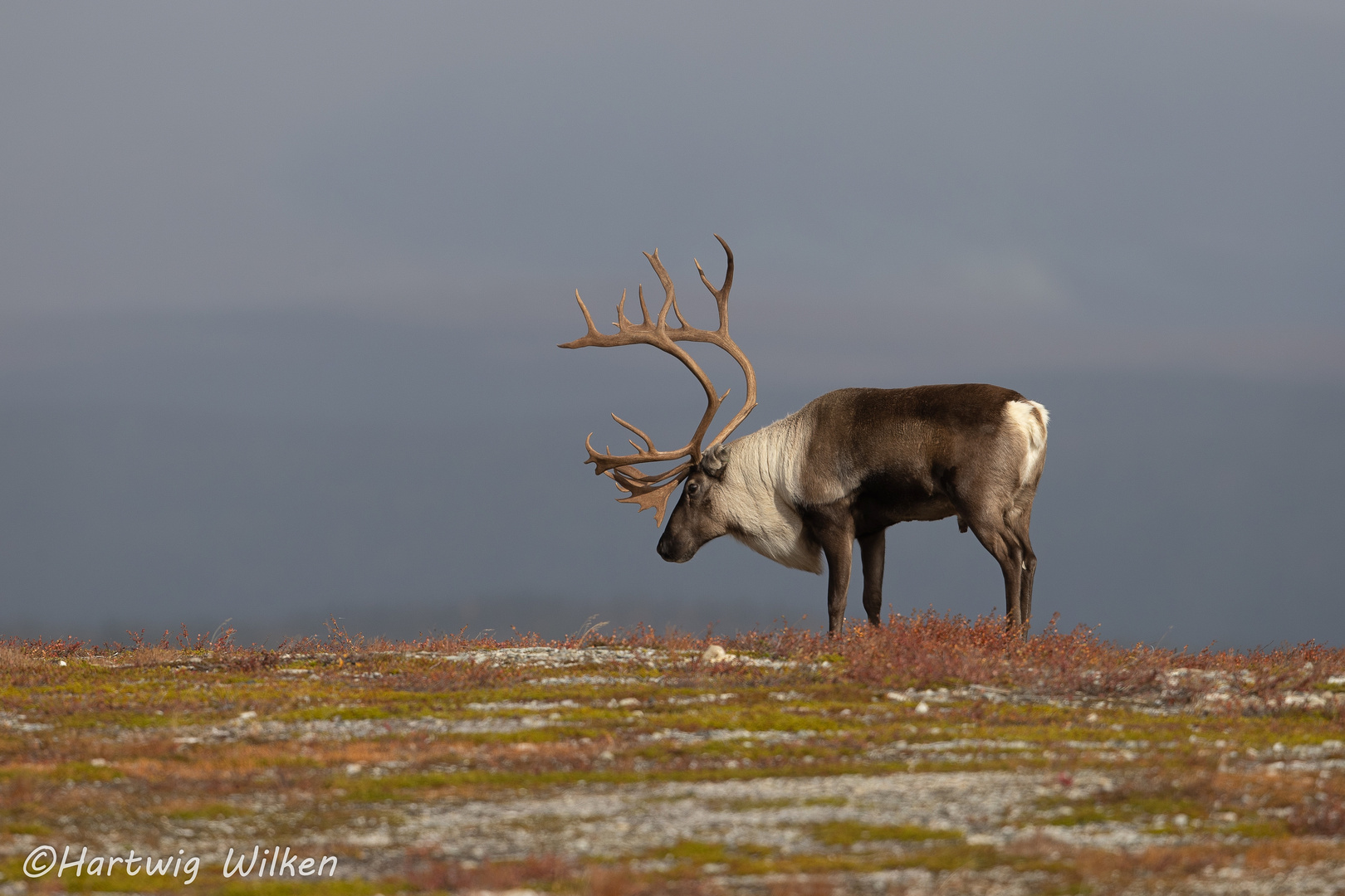 Rentier 2 Foto & Bild | schweden, natur, herbst Bilder auf fotocommunity