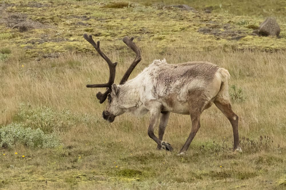 Rentier Foto & Bild | natur, tiere, wildlife Bilder auf fotocommunity