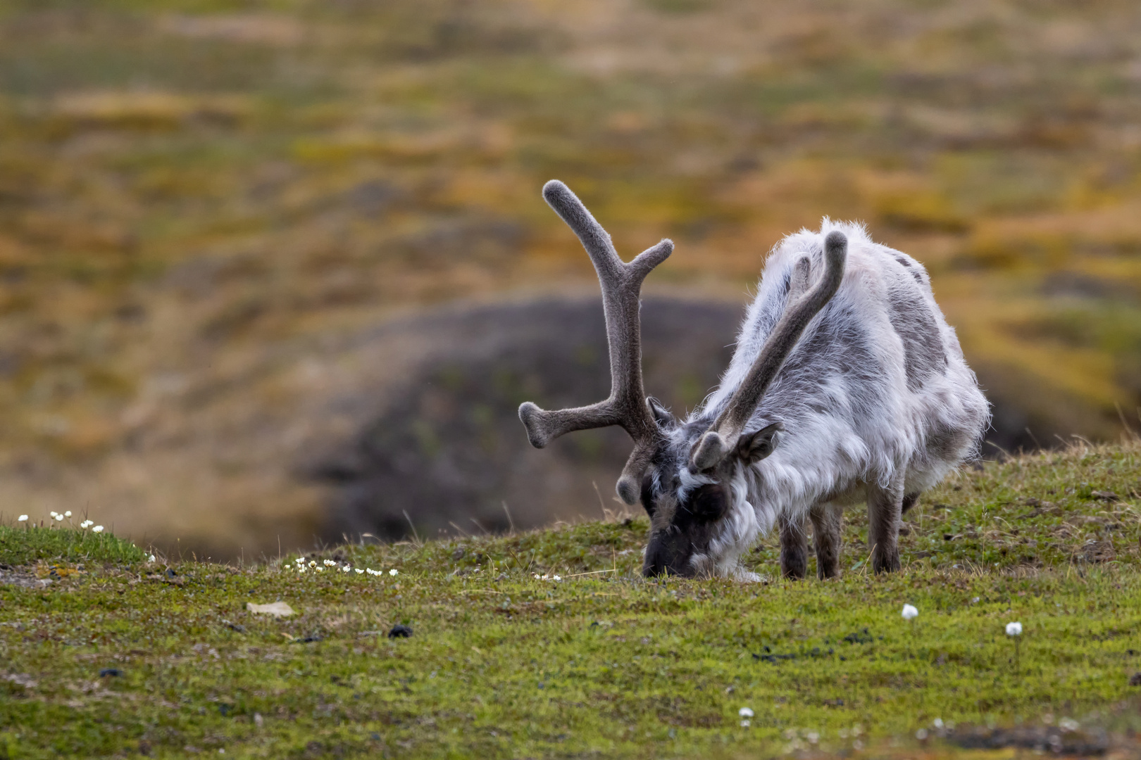 Rentier Foto & Bild | nature, natur, norwegen Bilder auf fotocommunity
