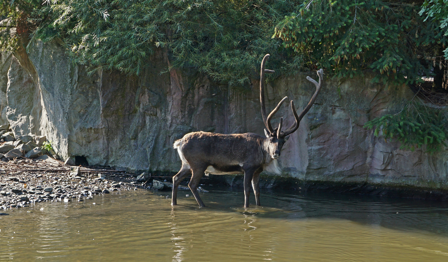 Rentier Foto & Bild | fun, zoom, zoo Bilder auf fotocommunity