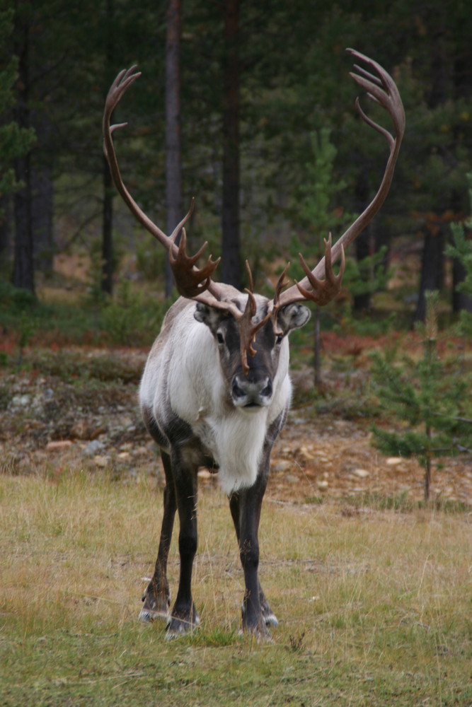Rentier Foto & Bild | europe, scandinavia, lappland sápmi Bilder auf ...