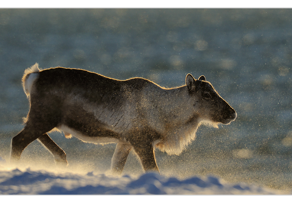 Rentier Foto & Bild | europe, scandinavia, norway Bilder auf fotocommunity