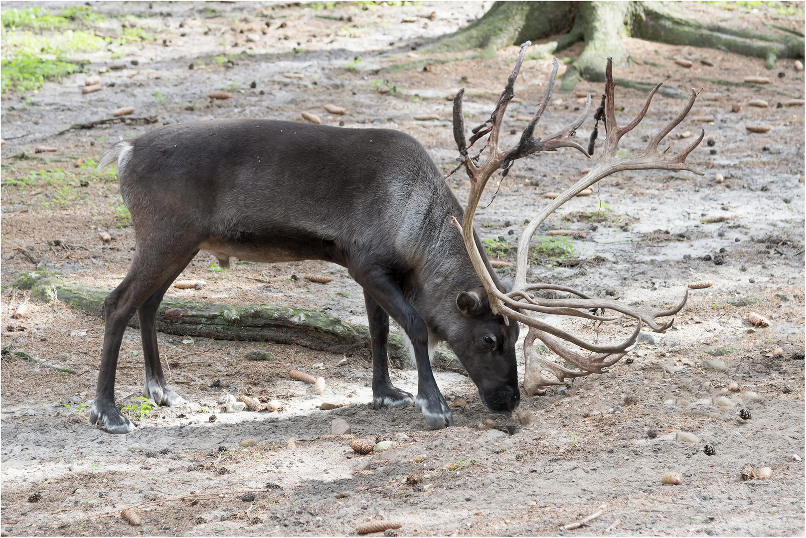 Rentier Foto & Bild | nature, natur, portrait Bilder auf fotocommunity