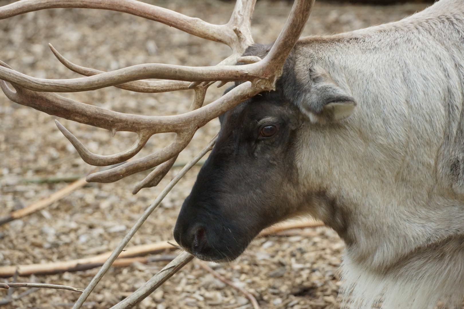 Rentier Foto & Bild | tiere, zoo, wildpark & falknerei, säugetiere ...