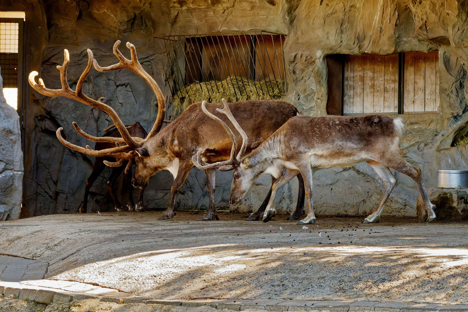 Rentier Foto & Bild | natur, zoo, tiere Bilder auf fotocommunity