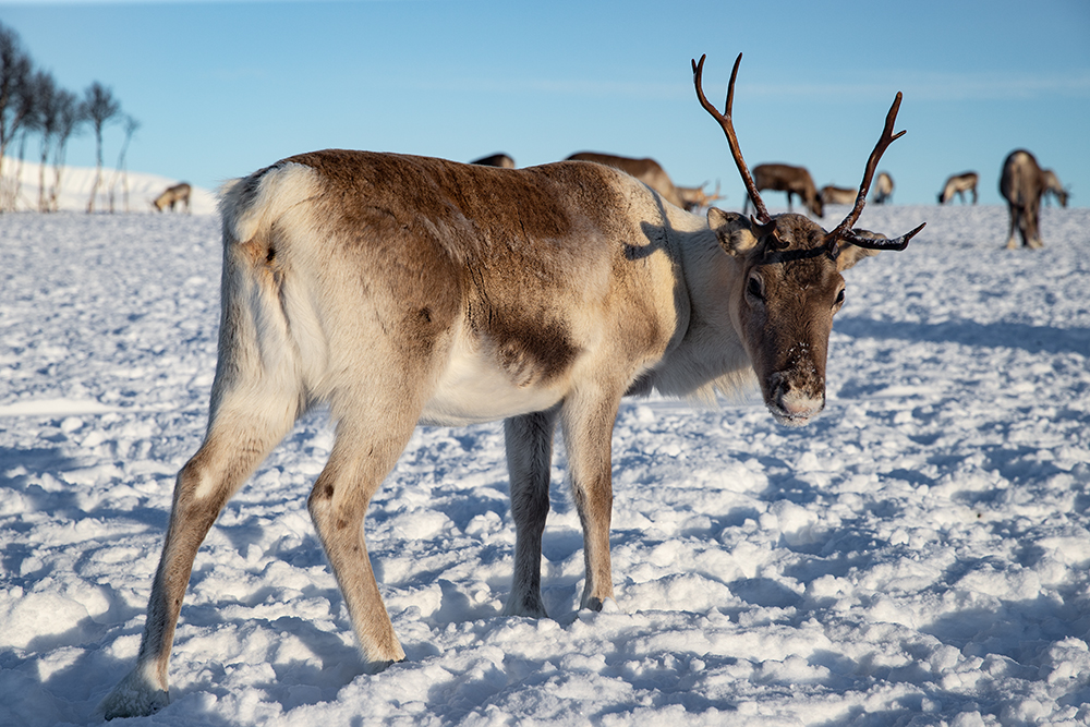 Rentier Foto & Bild | europe, scandinavia, norway Bilder auf fotocommunity