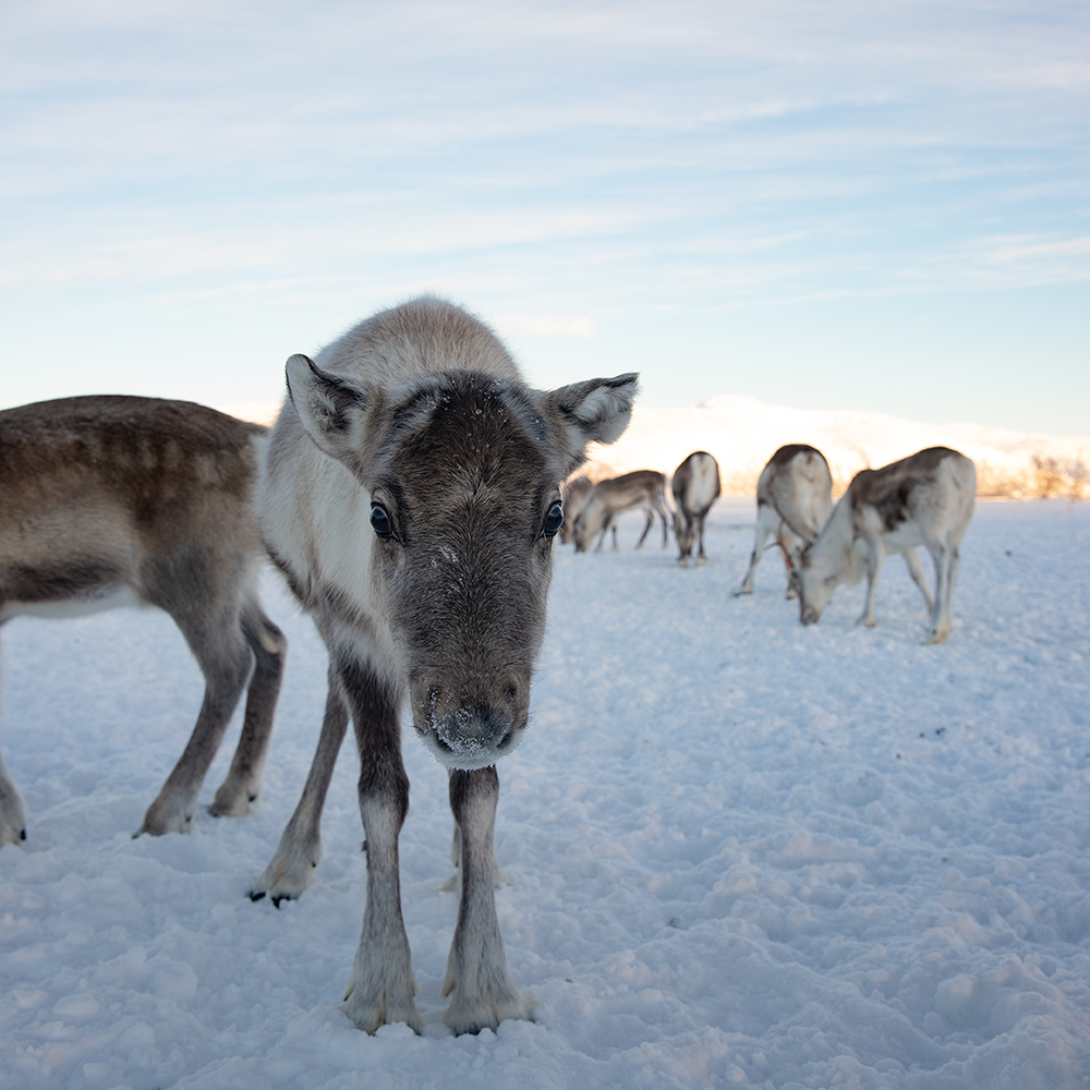 Rentier Foto & Bild | europe, scandinavia, norway Bilder auf fotocommunity