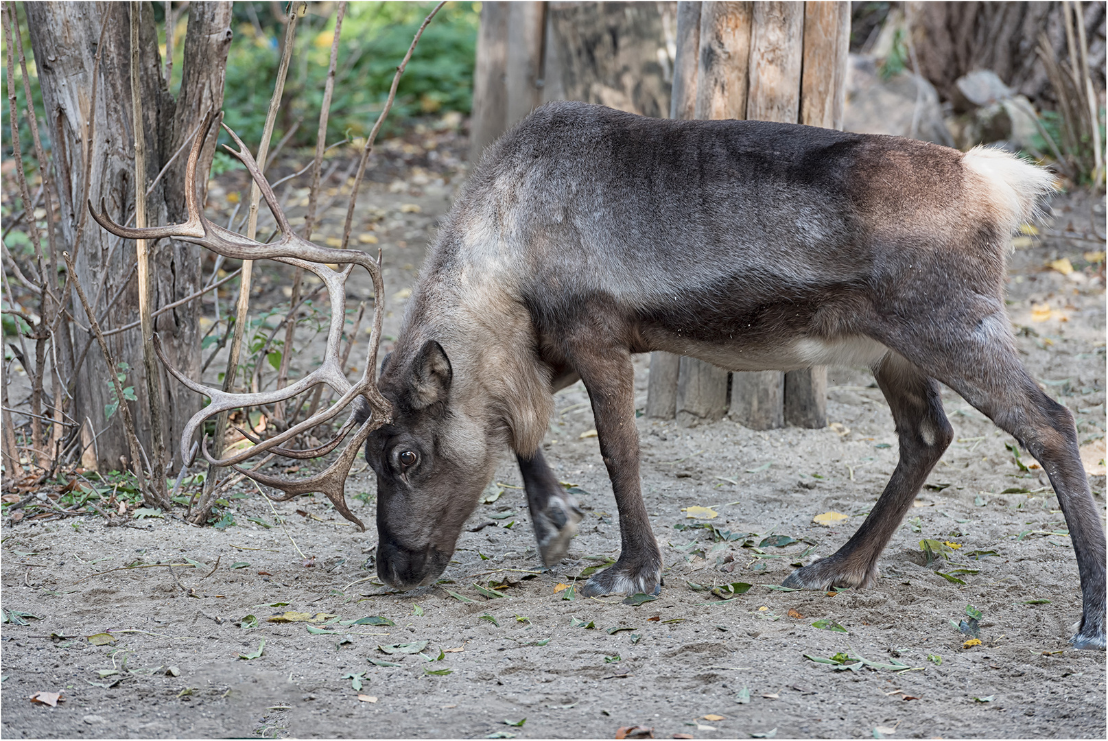 Rentier Foto & Bild | natur, portrait, porträt Bilder auf fotocommunity