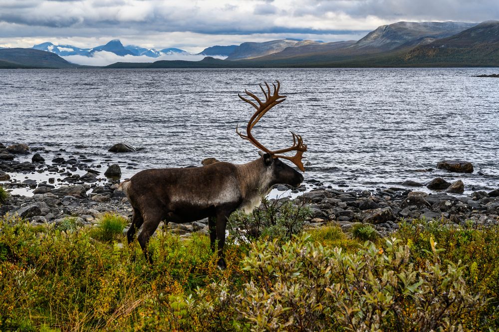 Rentier Foto & Bild | tiere, wildlife, wildlife: sonstige tiere Bilder ...