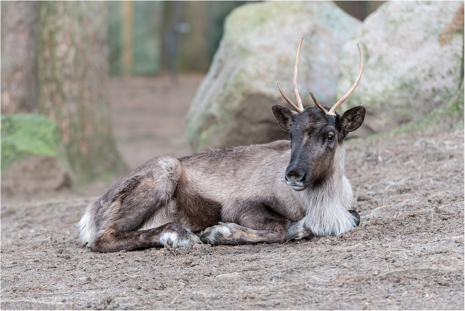 Rentier Foto & Bild | nature, natur, portrait Bilder auf fotocommunity