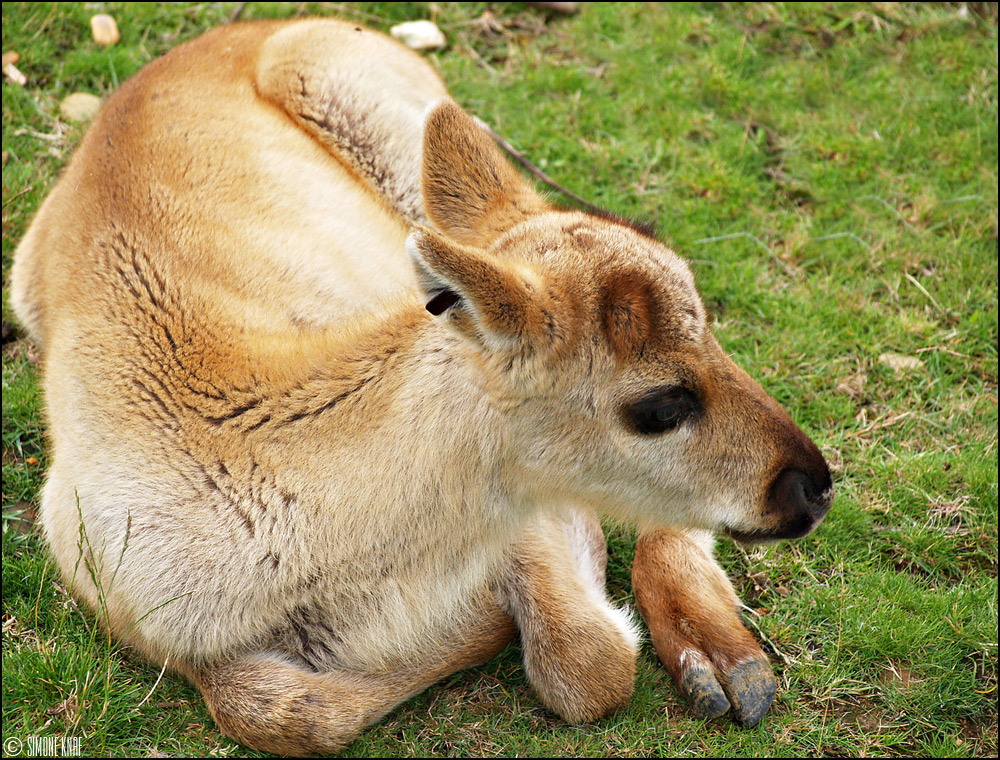 Rentier Baby Foto & Bild | tiere, tierkinder, tierisch Bilder auf ...