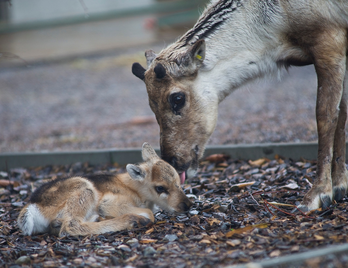 Rentier-Baby Foto & Bild | tiere, tierkinder, restaurant Bilder auf ...