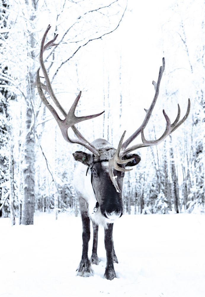 Rentier Foto & Bild | tiere, jahreszeiten, winter Bilder auf fotocommunity