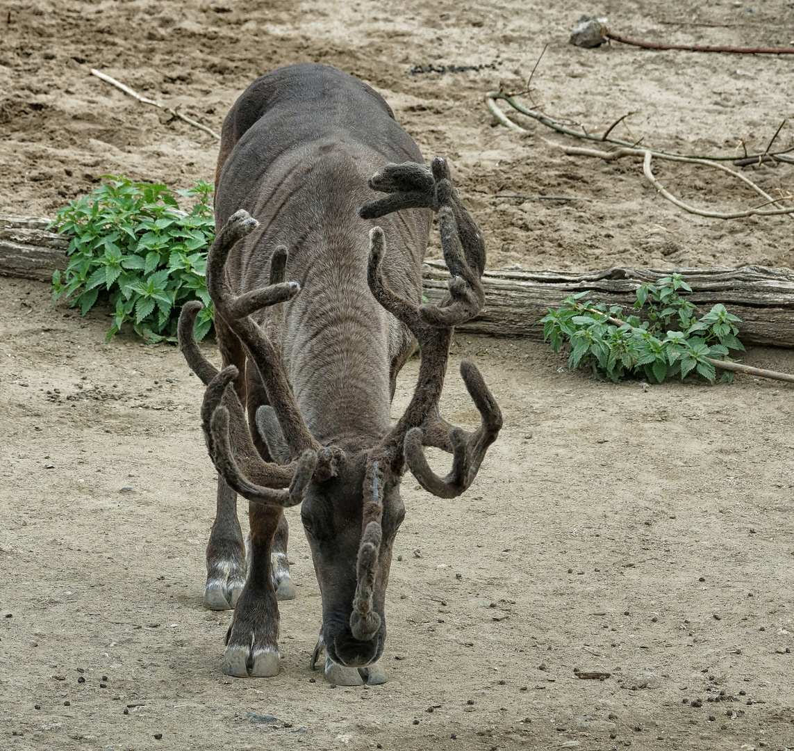 Rentier Foto & Bild | natur, alaska, zoo Bilder auf fotocommunity