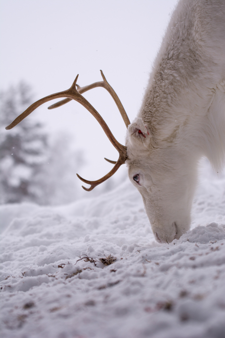 Rentier Foto & Bild | natur, jahreszeiten, winter Bilder auf fotocommunity