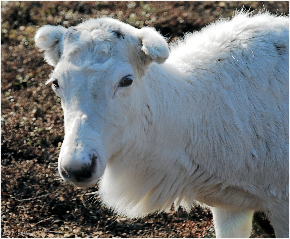 Rentier Foto & Bild | tiere, wildlife, säugetiere Bilder auf fotocommunity