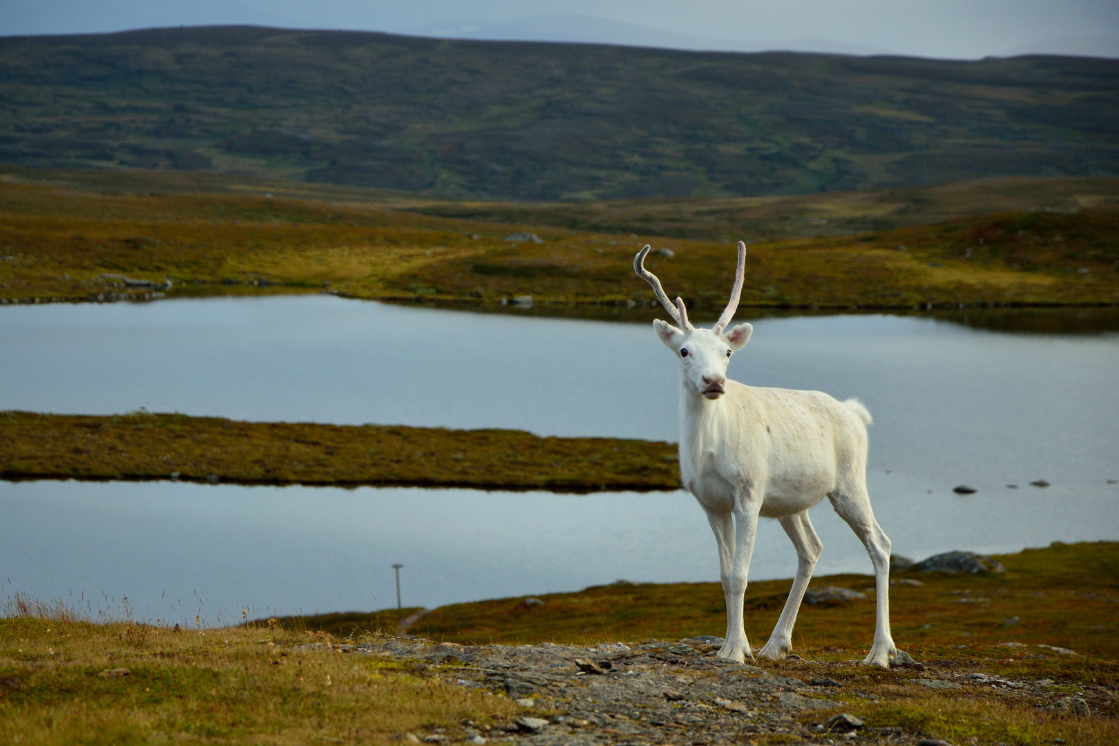 Rentier Foto & Bild | schweden, natur, wildlife Bilder auf fotocommunity