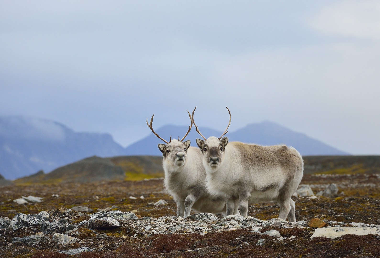 Rentiere Foto & Bild | tiere, wildlife, wildlife: sonstige tiere Bilder ...