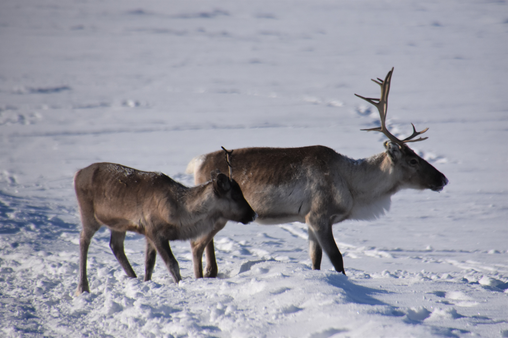 Rentiere Foto & Bild | world, winter, natur Bilder auf fotocommunity