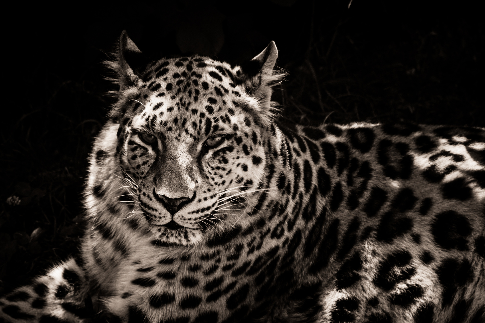 repos photo et image | animaux, zoo et animaux en captivité, animaux en ...