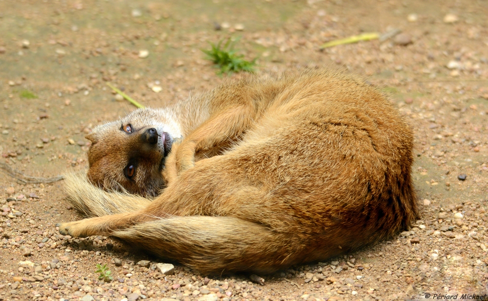 repos photo et image | nature, animaux Images fotocommunity